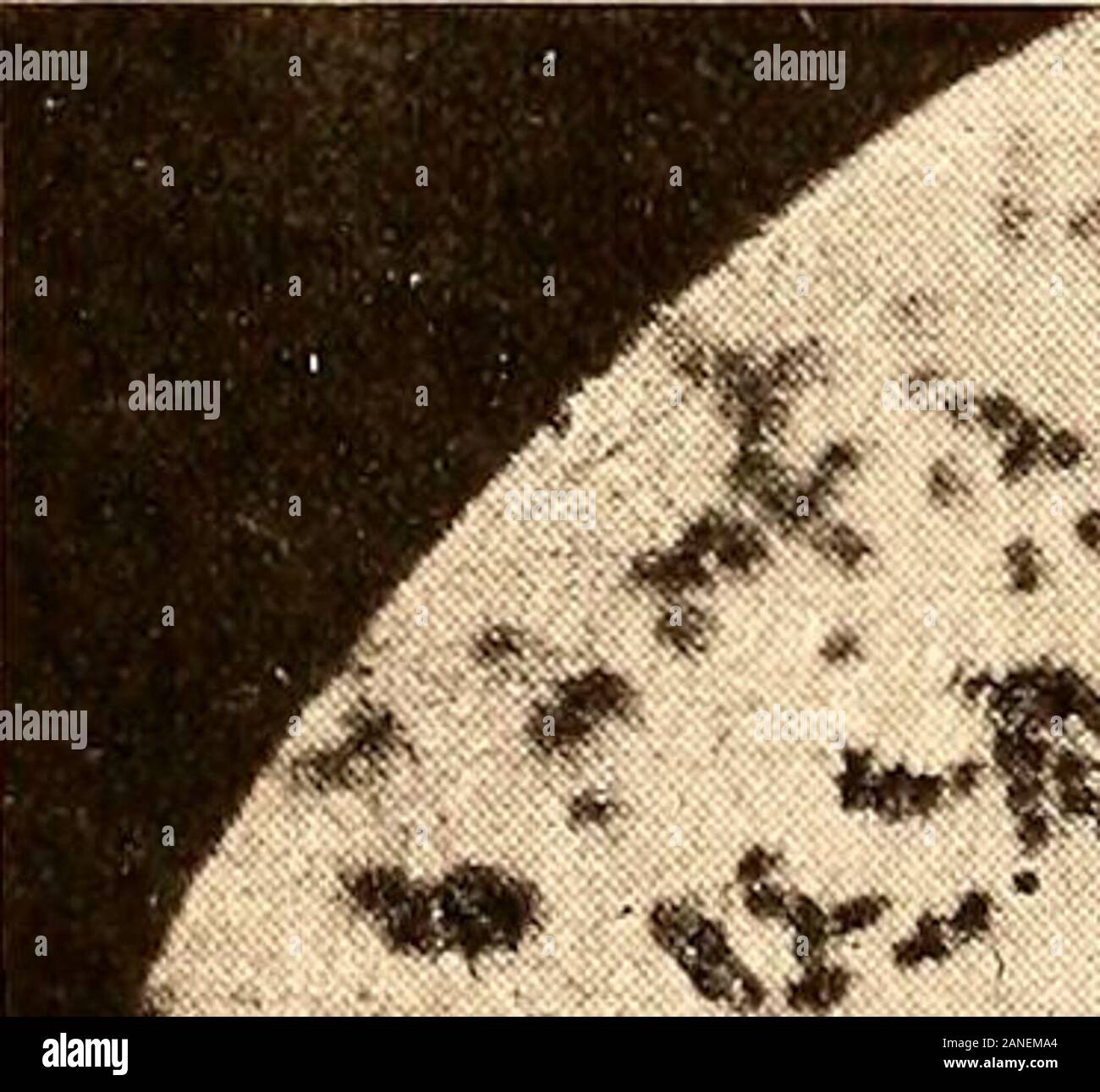 Principles and practice of operative dentistry . Fig. 243.—Leptothrix ...