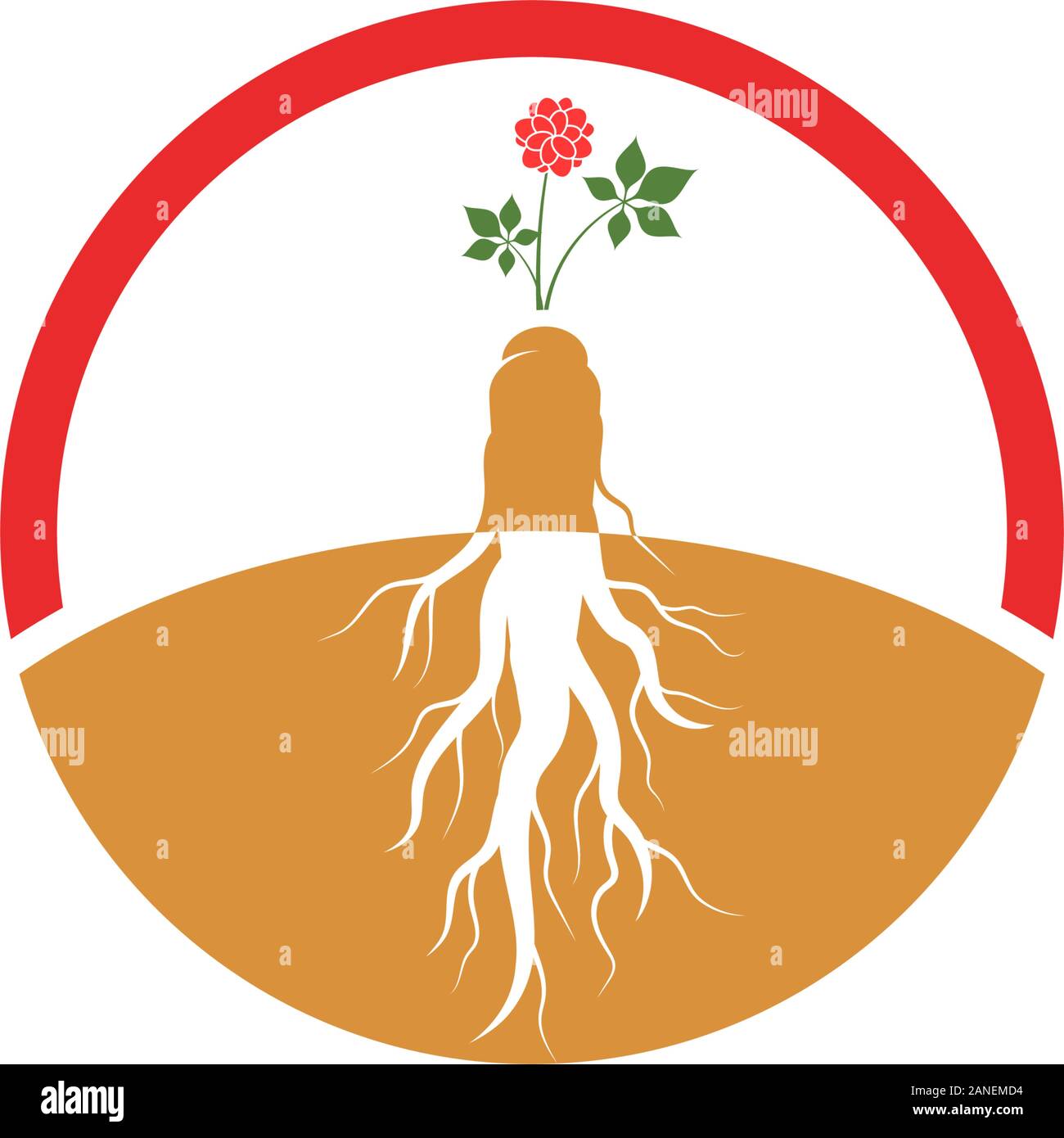 Ginseng vector icon illustration design template Stock Vector Image ...