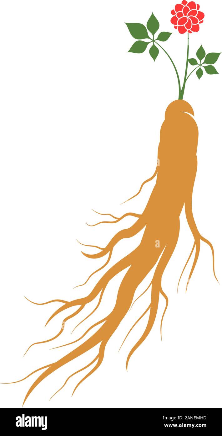 Ginseng vector icon illustration design template Stock Vector Image ...