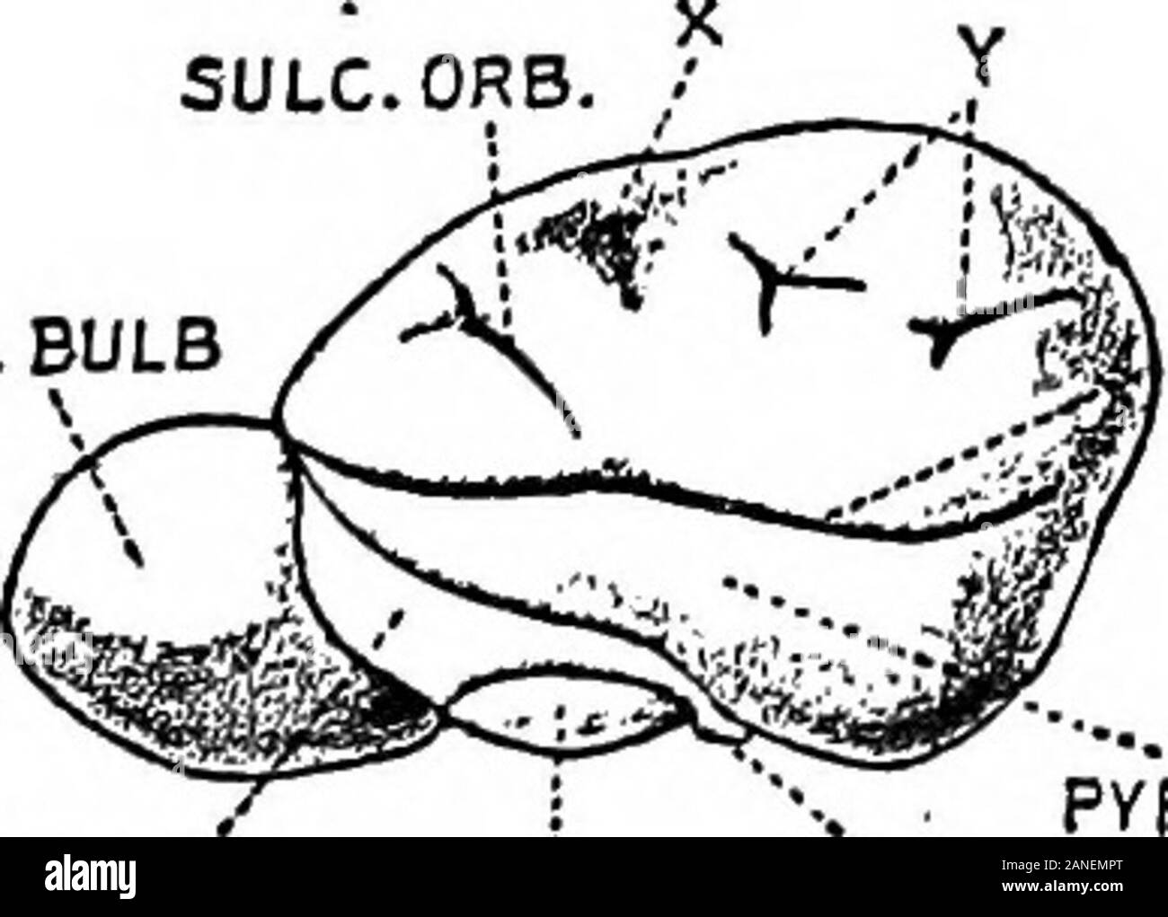 Lateral sulcus Black and White Stock Photos & Images - Alamy