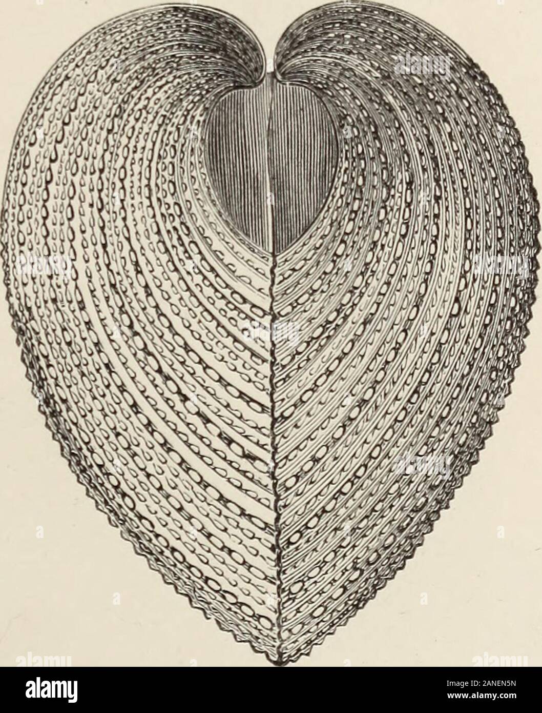 Cardita hi-res stock photography and images - Alamy