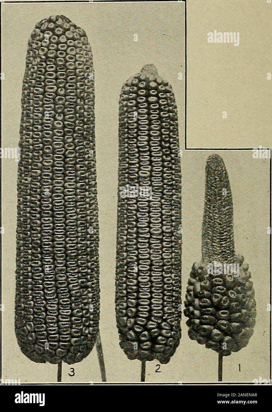 Nubbin ears hi-res stock photography and images - Alamy