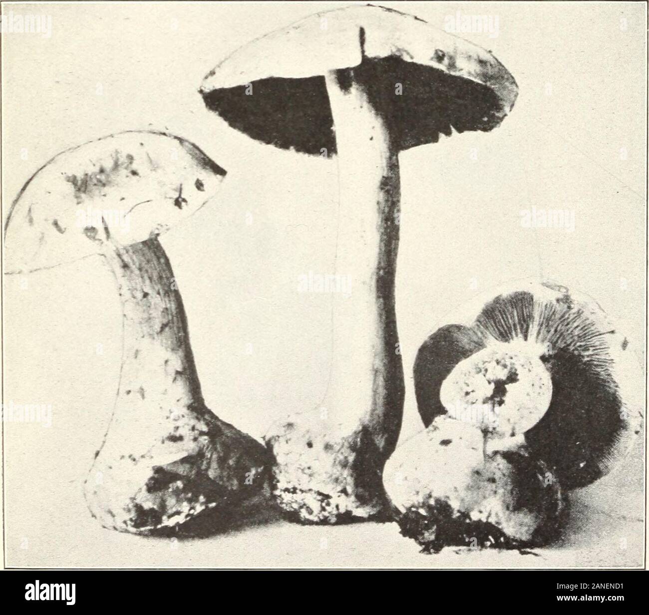 Mushrooms and other common fungi . Fig. 1.—Lepiota Americana. (Edible ...