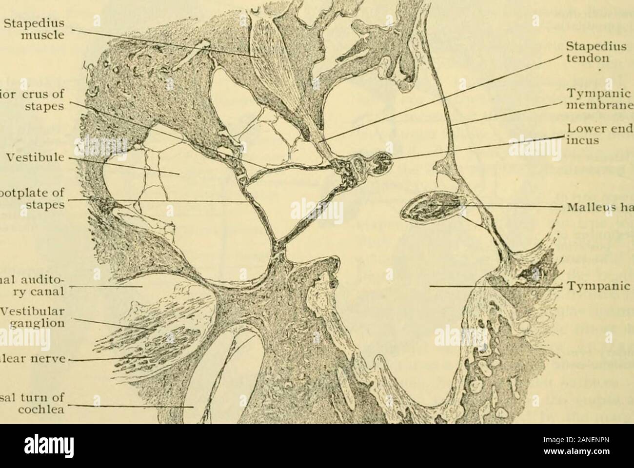 Tympanic membrane normal hi-res stock photography and images - Alamy