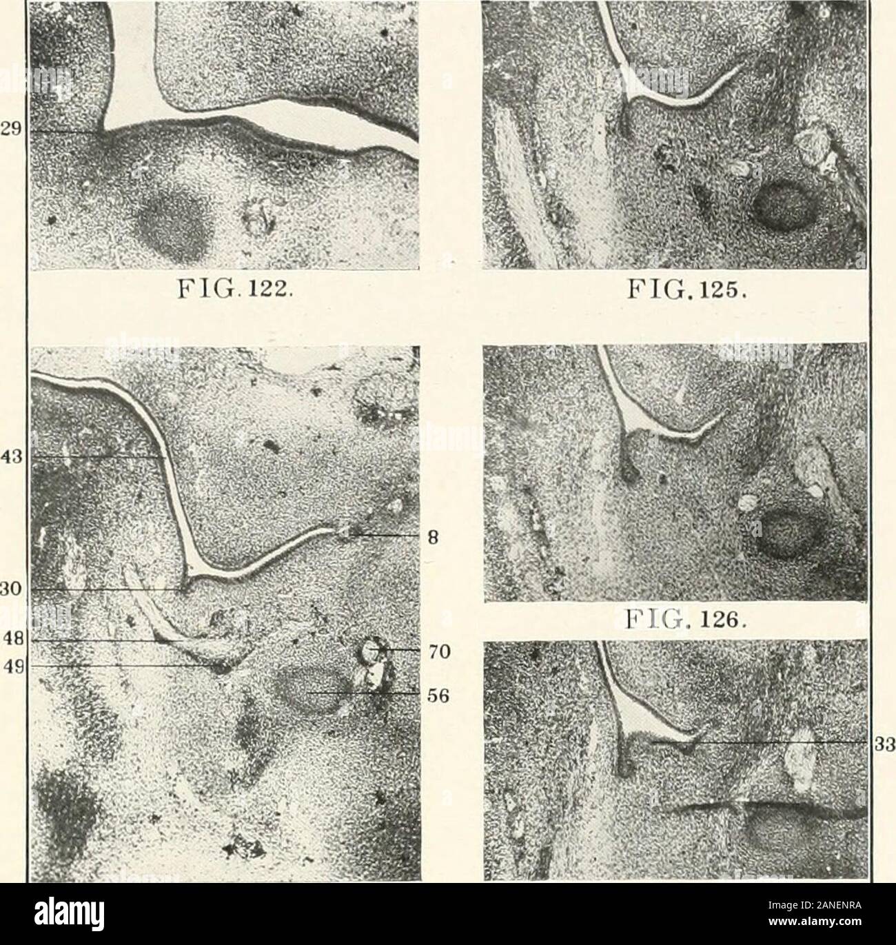 Contributions to the anatomy and development of the salivary glands in ...