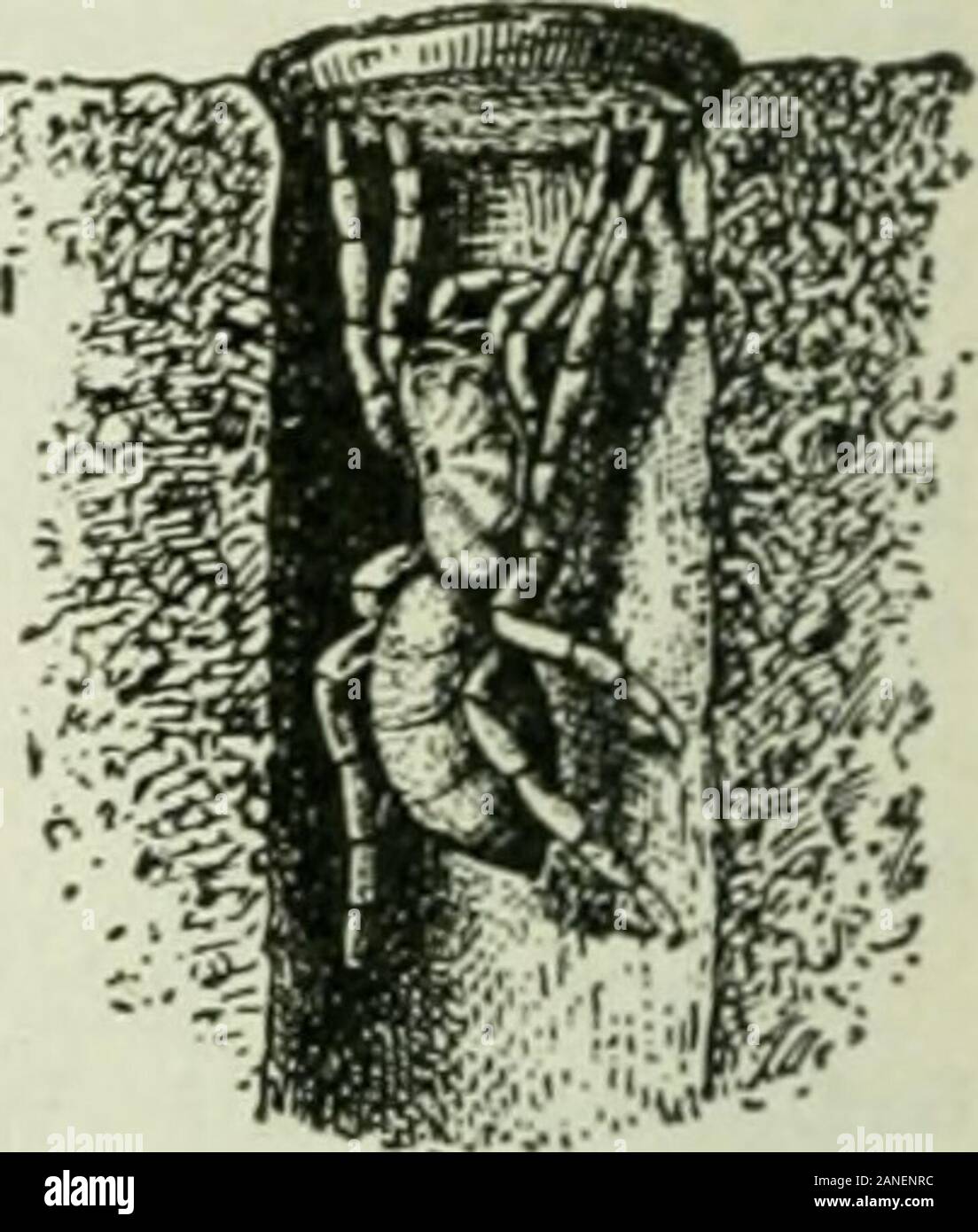 Beginners' zoology . Fig. 178. — The tarantula. Fig. 179. — Trap ...