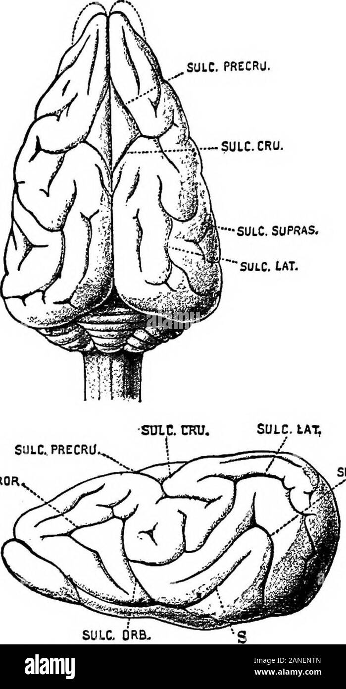 Hippocampal Sulcus