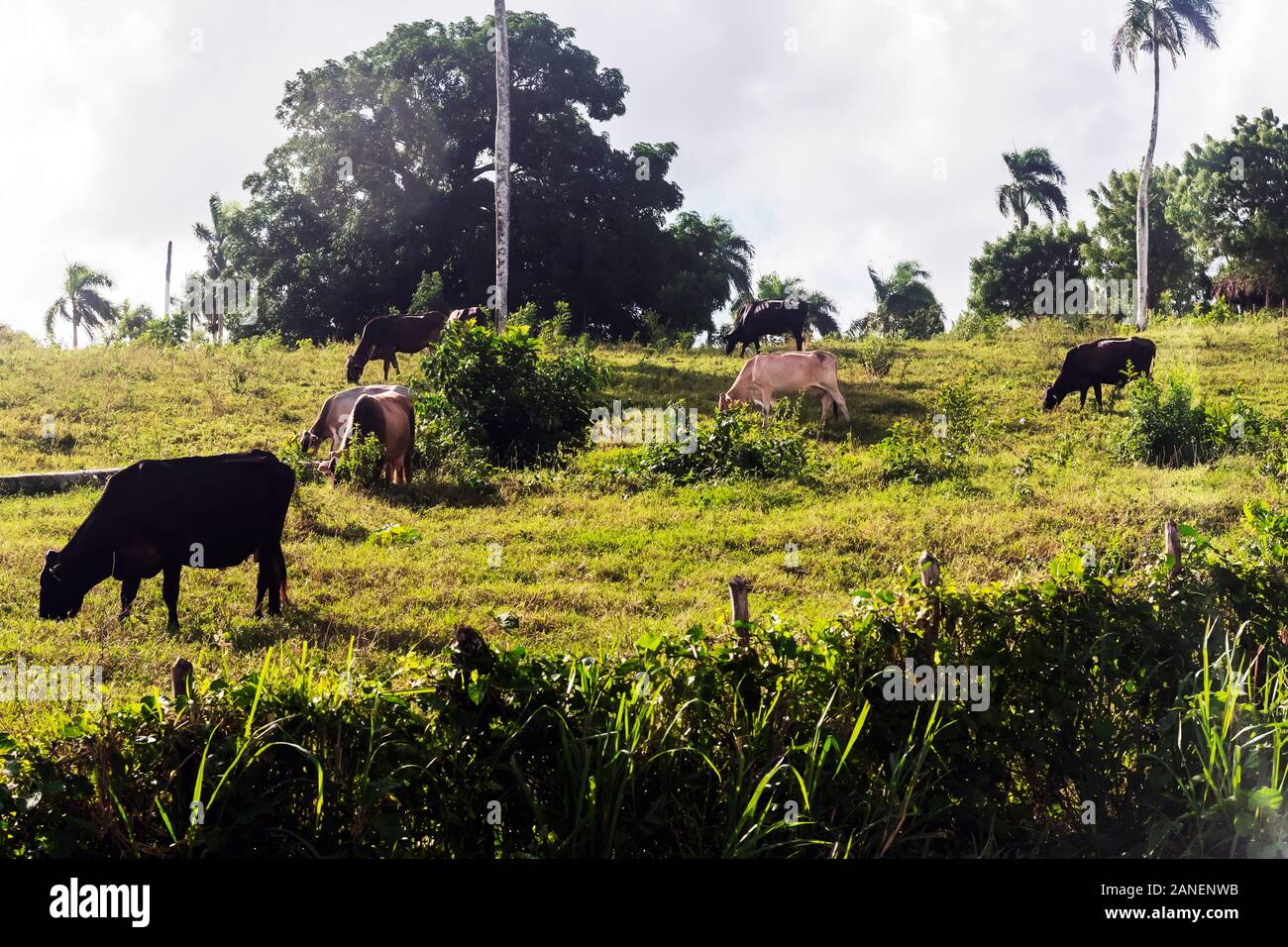 Dominican Landscape, Punta Cana , Dominican Republic Stock Photo - Alamy