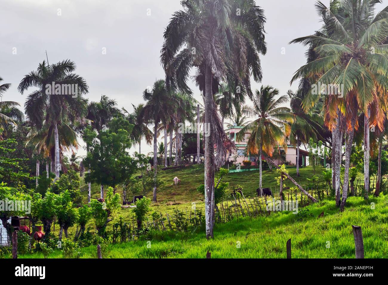 Dominican Landscape, Punta Cana , Dominican Republic Stock Photo - Alamy