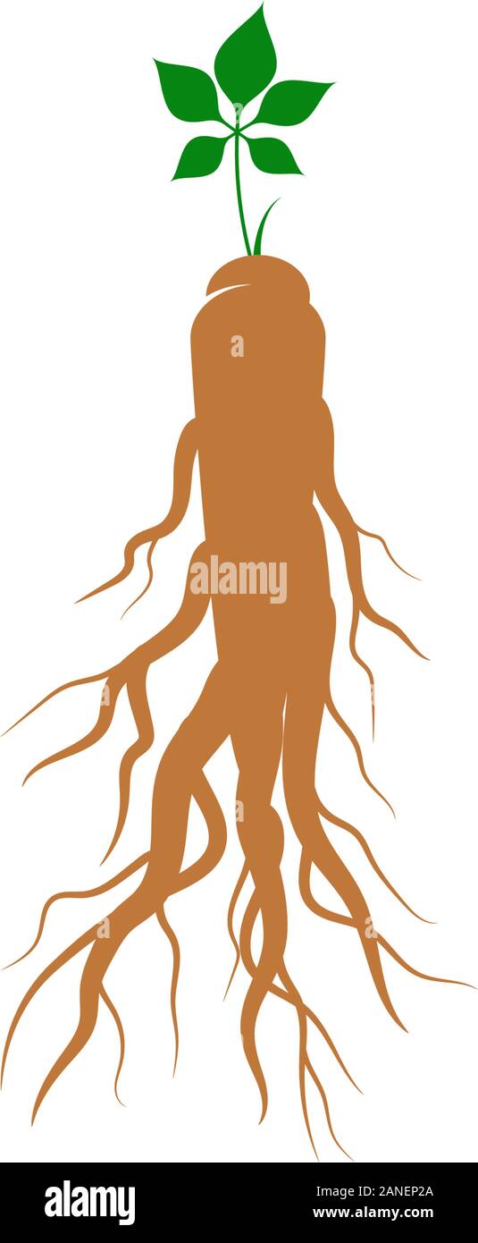 Ginseng vector icon illustration design template Stock Vector Image ...