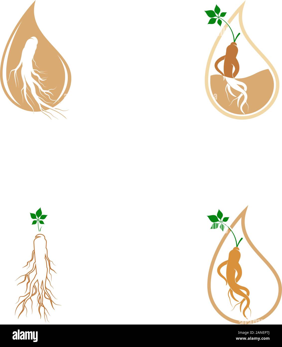 Ginseng vector icon illustration design template Stock Vector Image ...