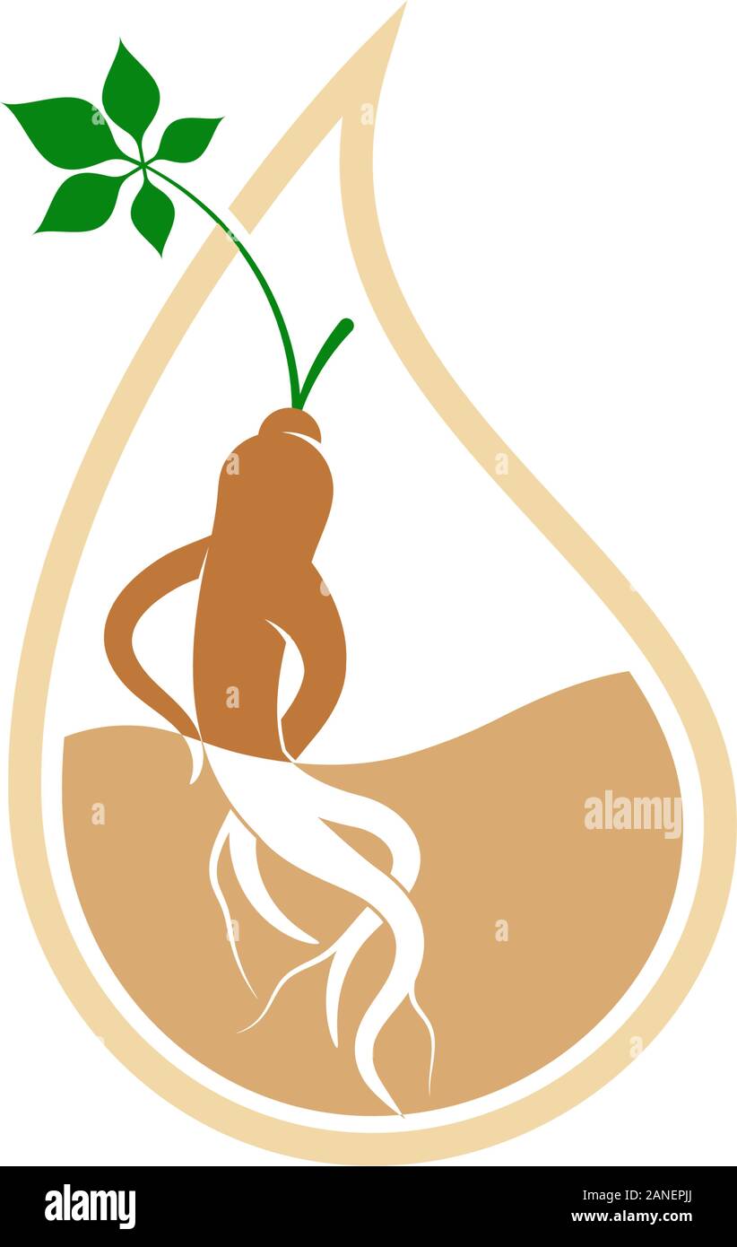 Ginseng vector icon illustration design template Stock Vector Image ...