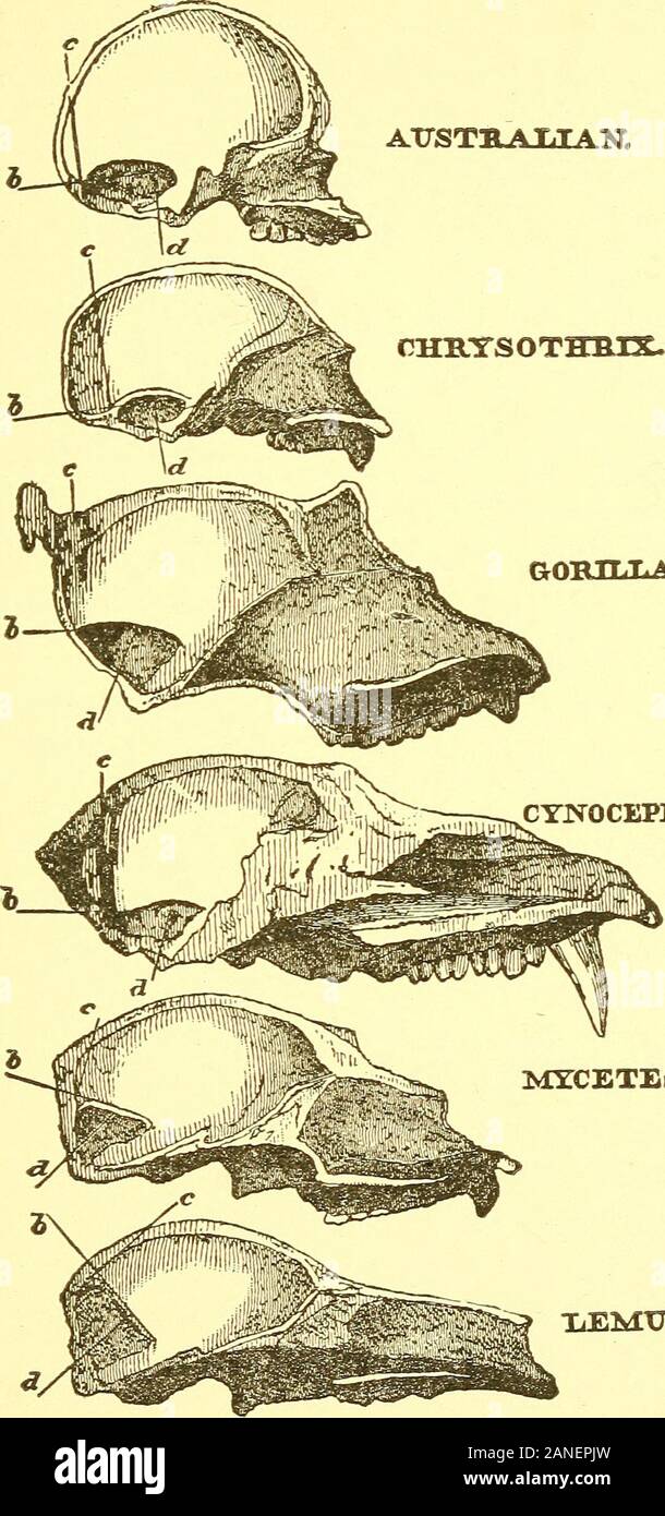 Cranium 17 hi-res stock photography and images - Alamy