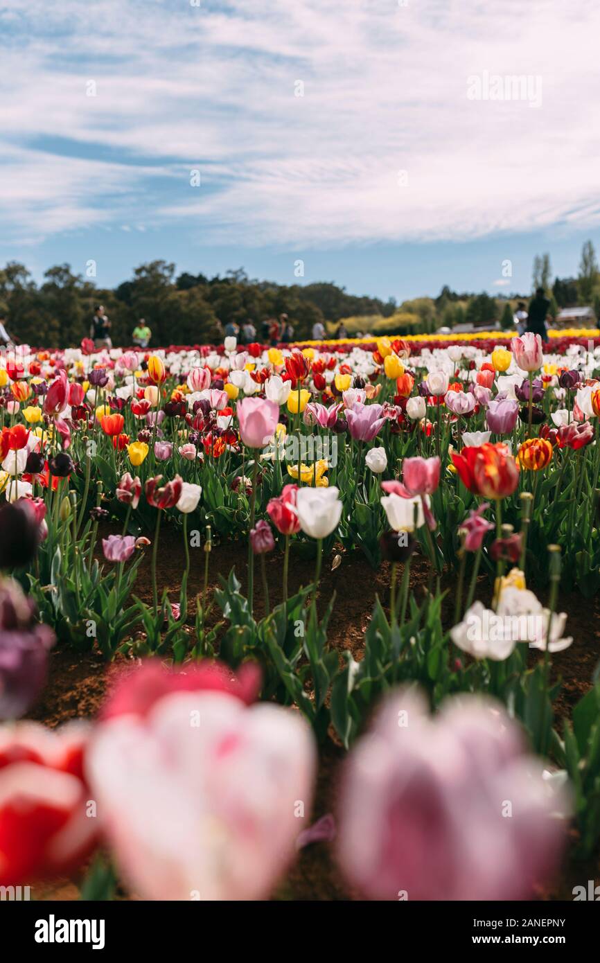 Tesselaar Tulip Festival Stock Photo - Alamy