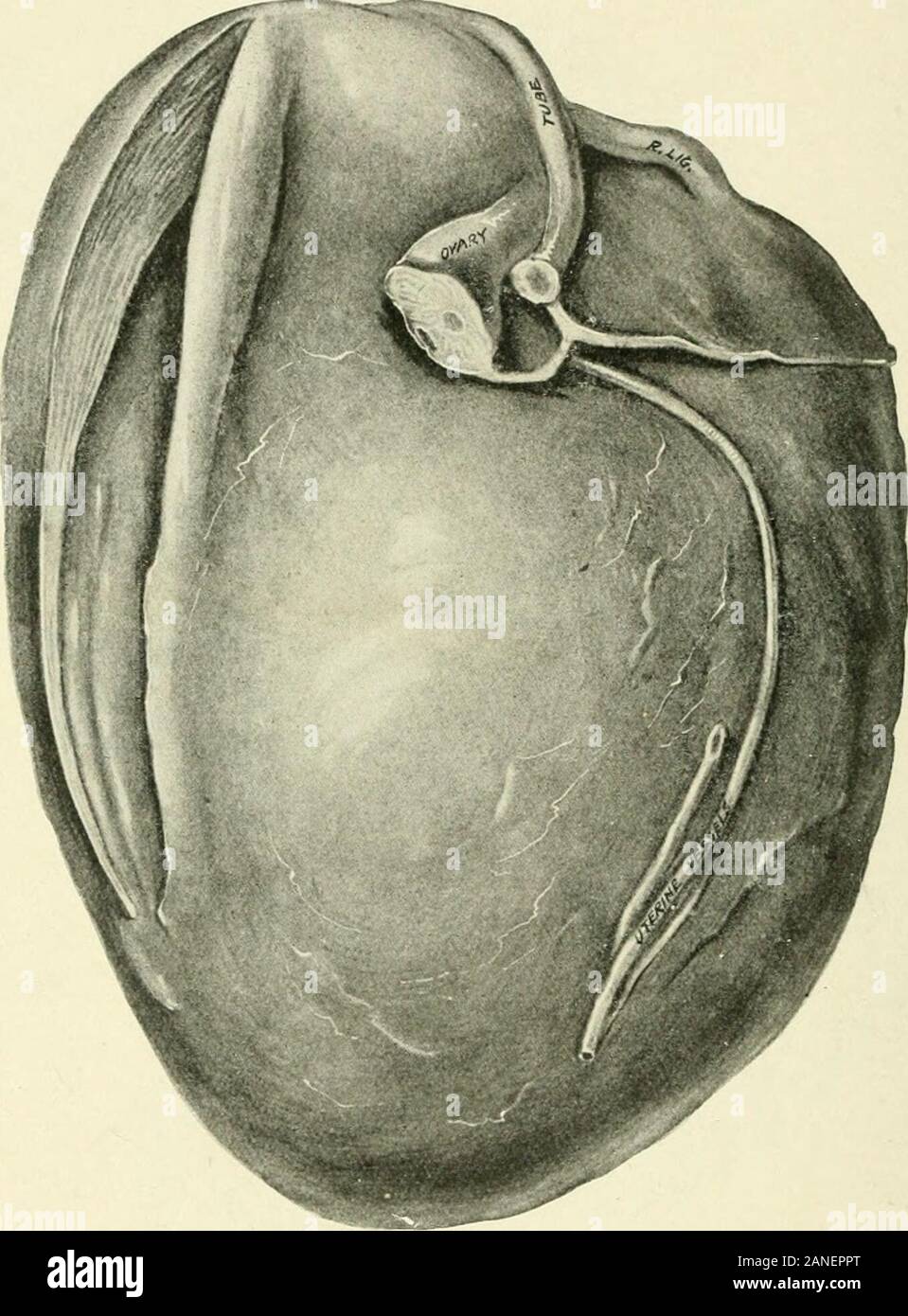 Fibroids and allied tumours (myoma and adenomyoma) : their pathology ...