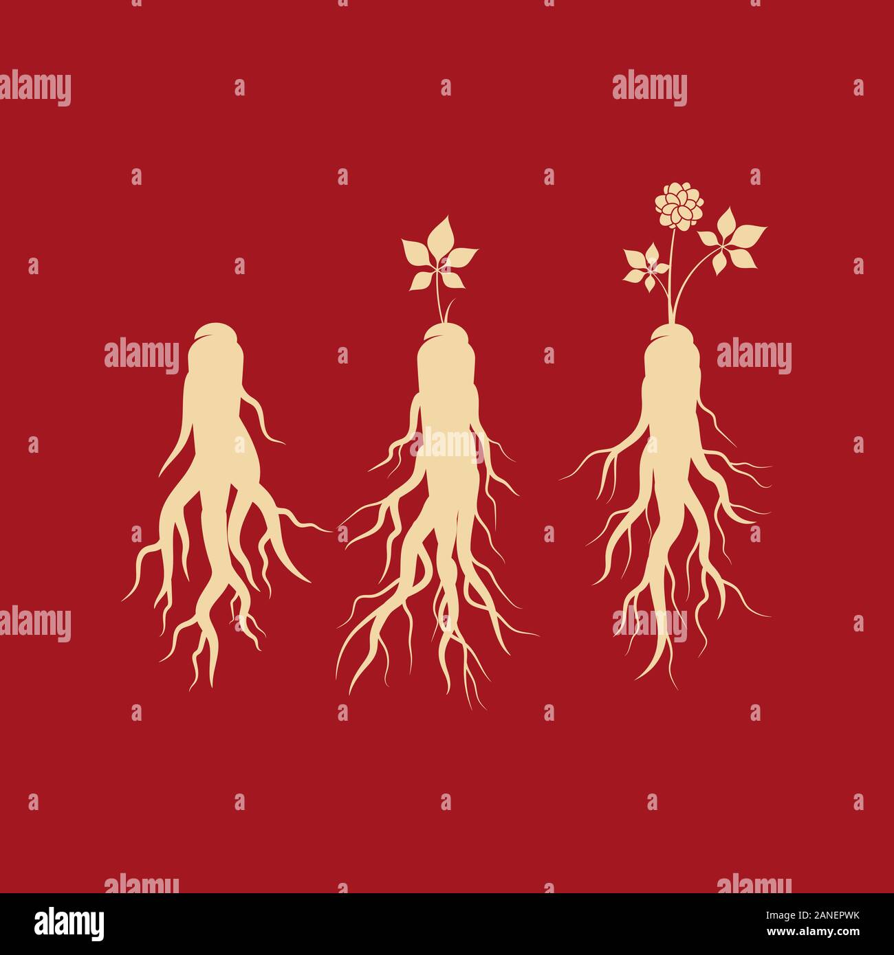 Ginseng vector icon illustration design template Stock Vector Image ...