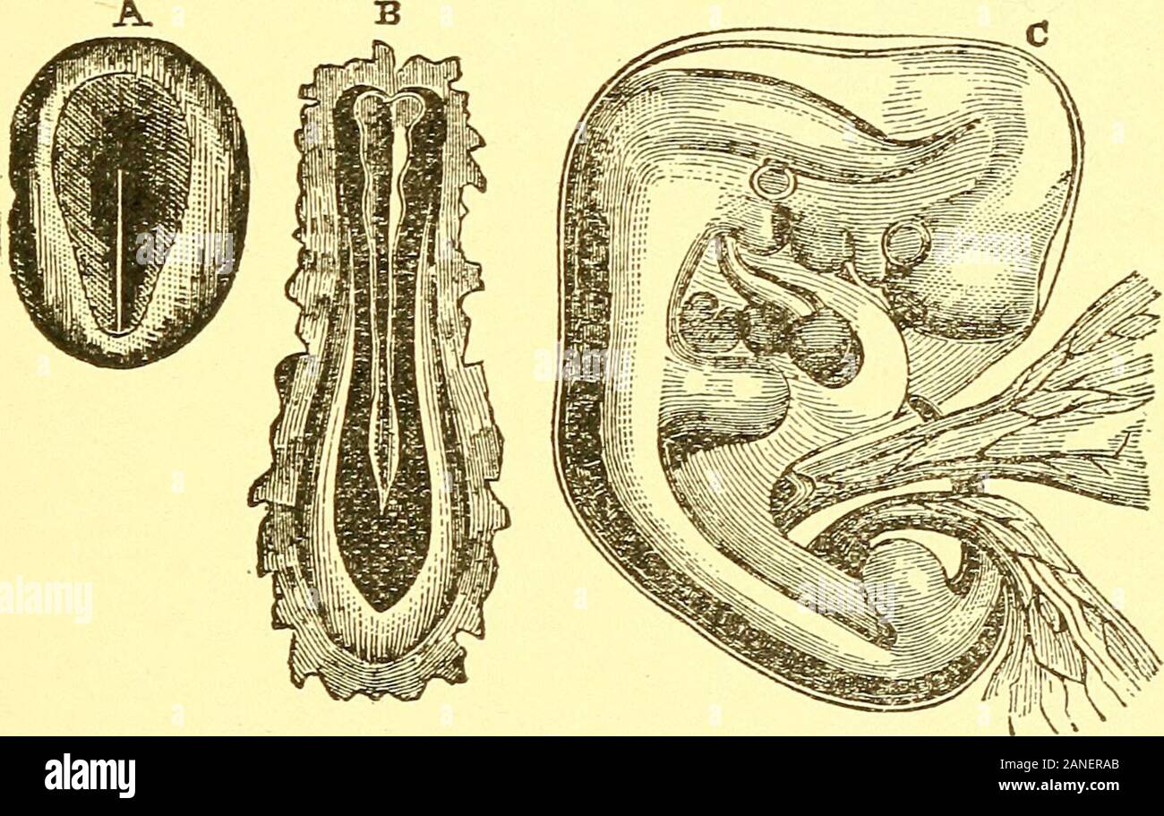 More pinched hi-res stock photography and images - Alamy