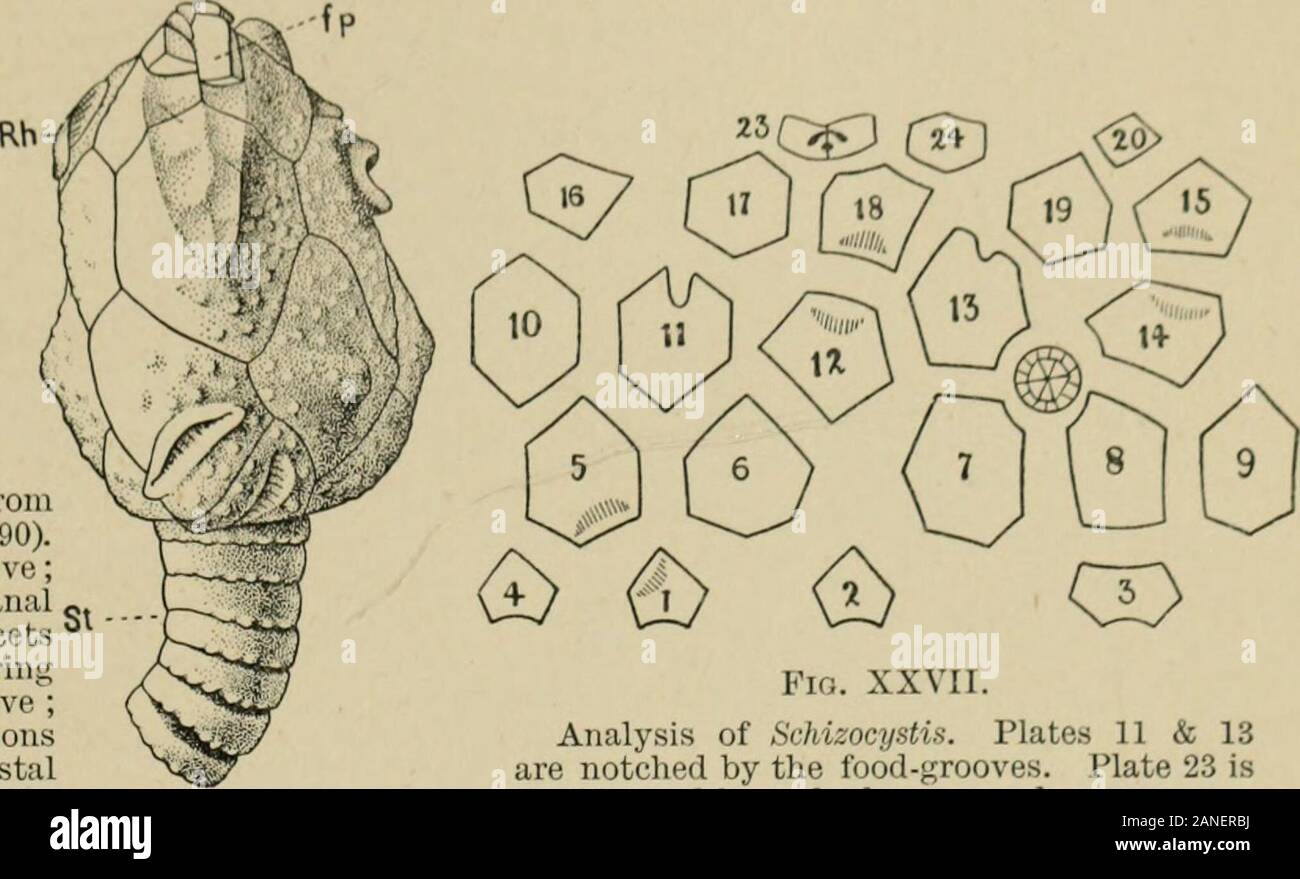 Gonopore hi-res stock photography and images - Alamy