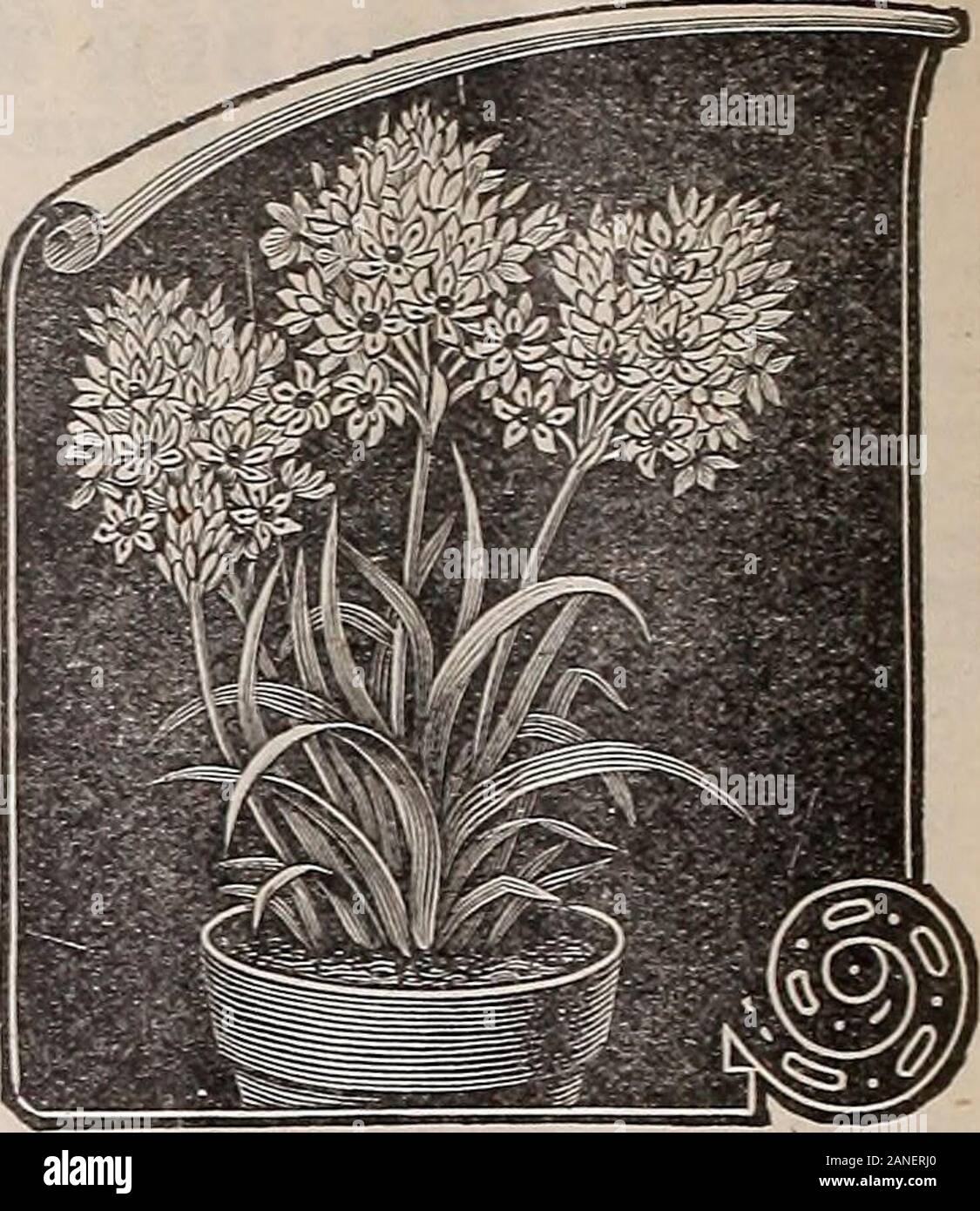 Val seeds hi-res stock photography and images - Alamy