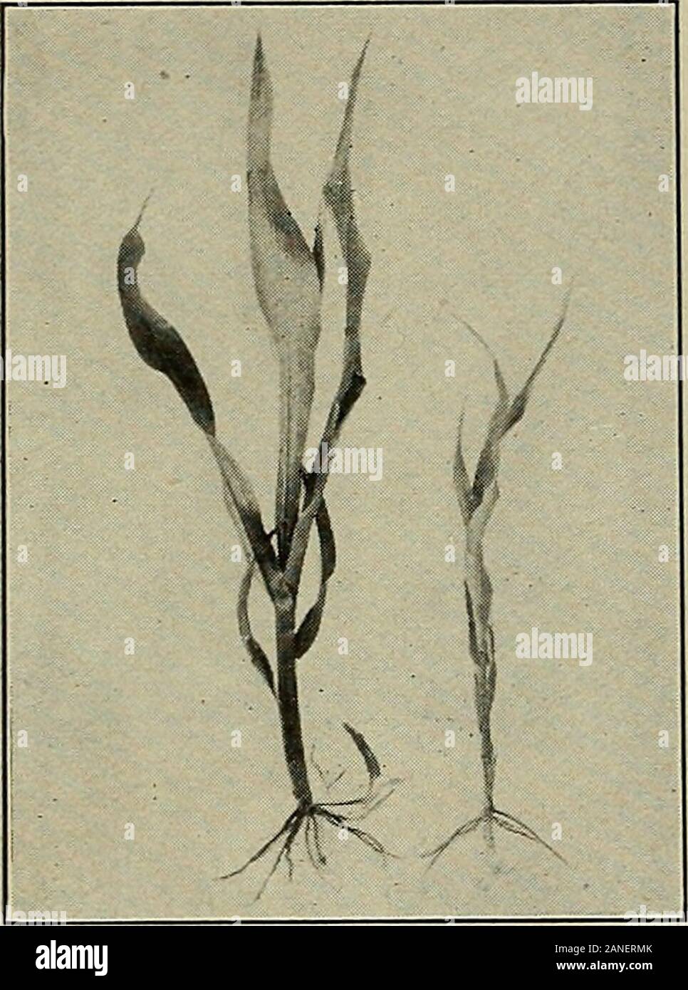 Corn secrets . Fig. 22 Fig. 23 ear of seed as did this one. The kernels ...