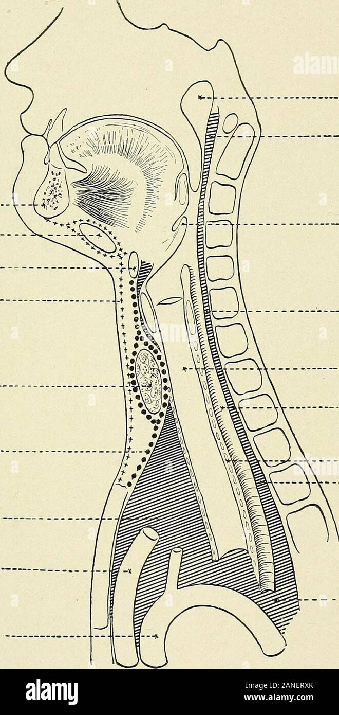 Lingual nerve hi-res stock photography and images - Alamy