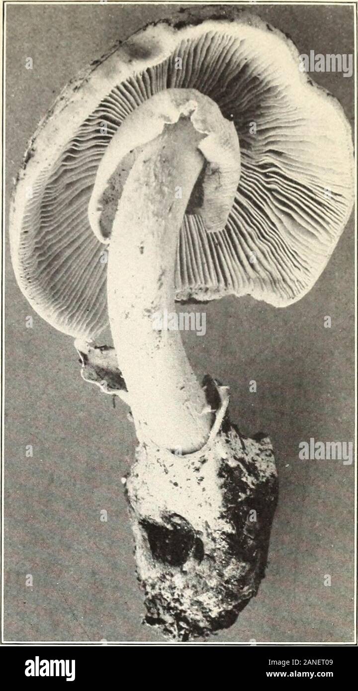 Mushrooms and other common fungi . unequal,thin, floccose, grayish ...