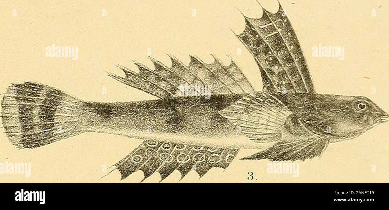 The fishes of India; being a natural history of the fishes known to ...