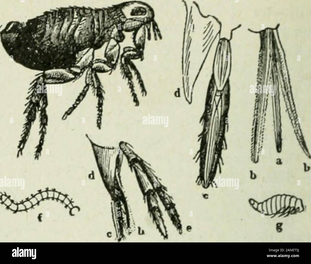 Beginners' zoology . %^^ Fig. 173. — Metamorphosis of flea. Fig. 172 ...