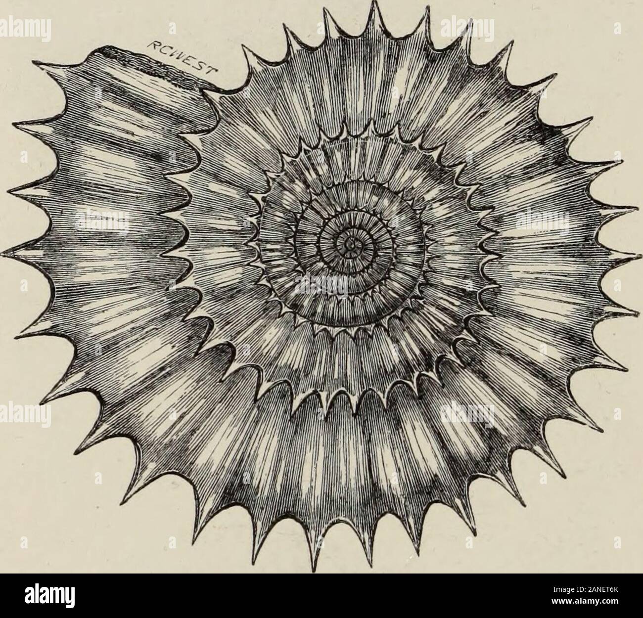 Repetition In Nature