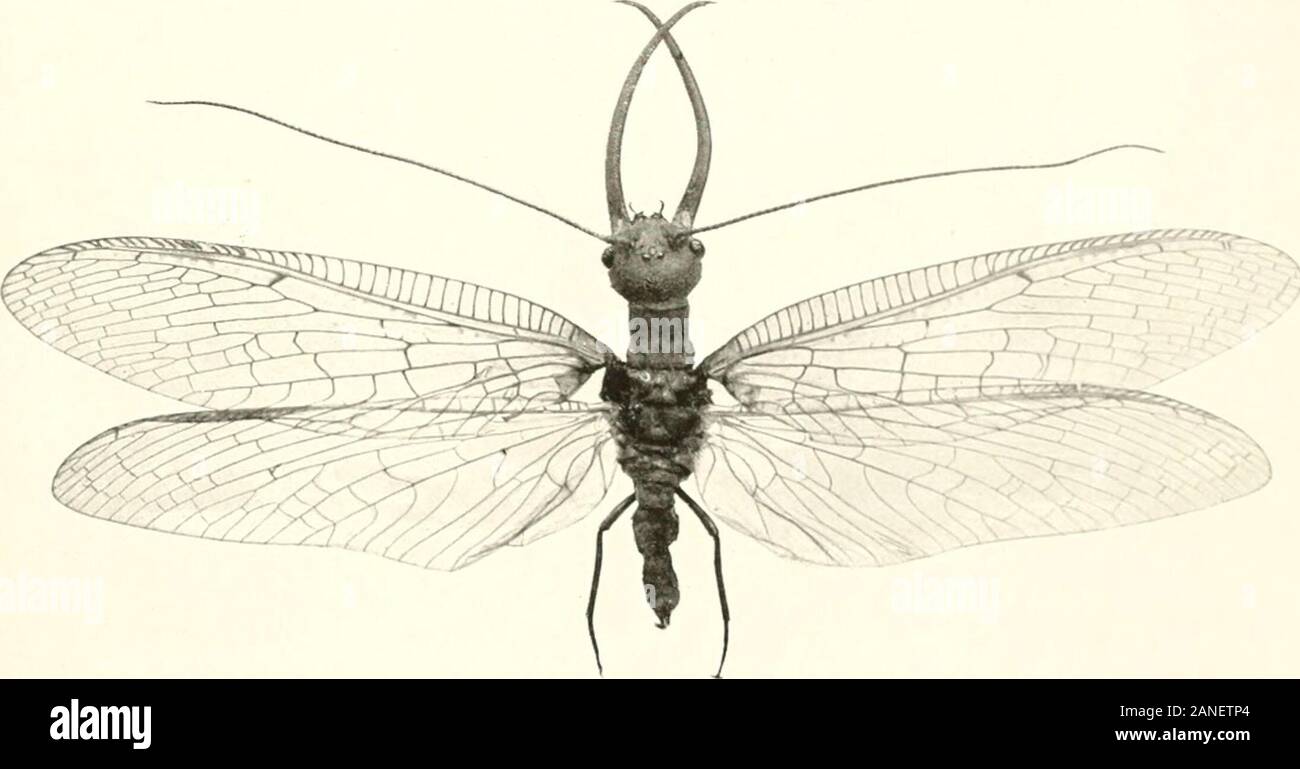 Marvels of insect life ; a popular account of structure and habit ...