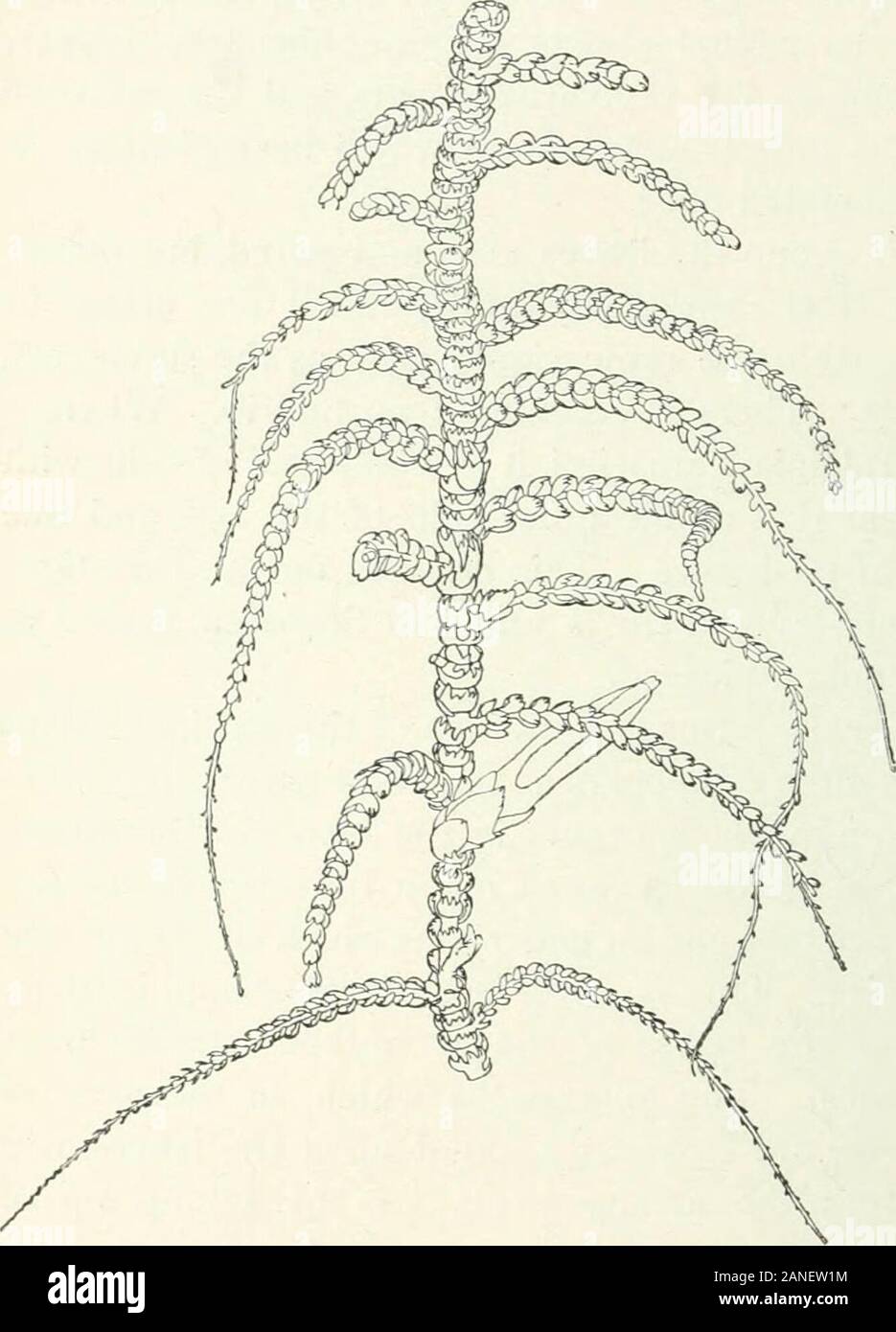 Vegetative body hi-res stock photography and images - Alamy