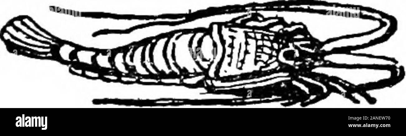 Go halves hi-res stock photography and images - Alamy