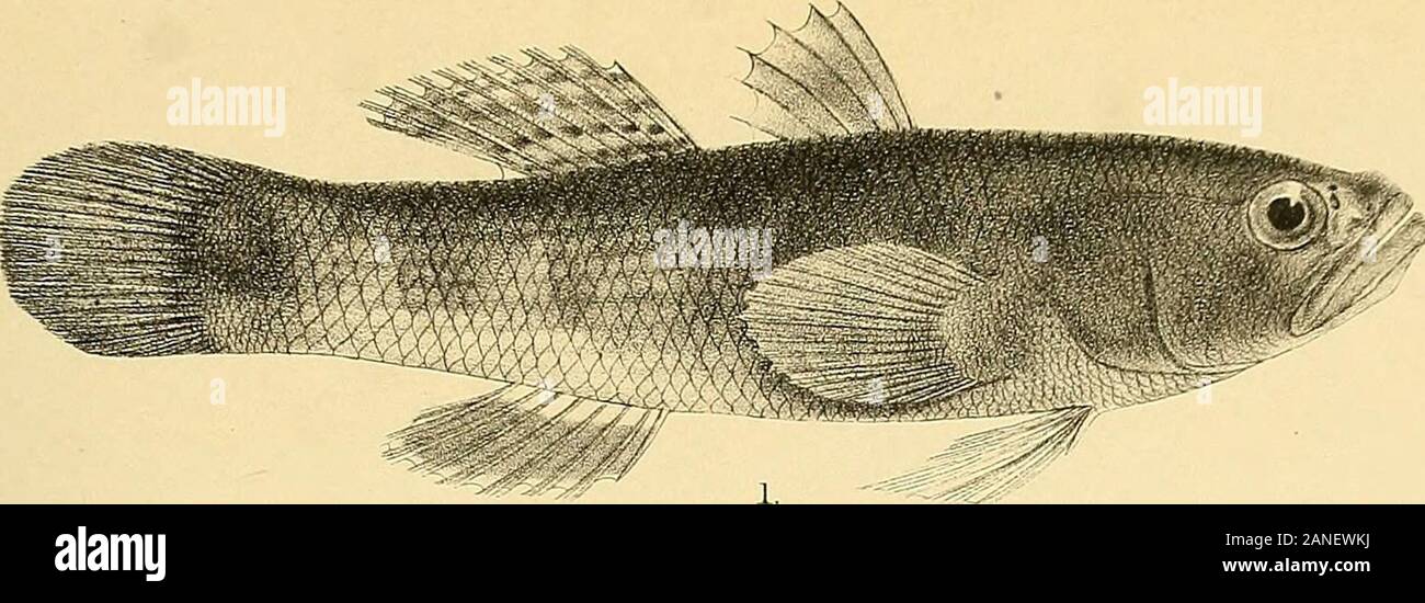 Gobius giuris hi-res stock photography and images - Alamy
