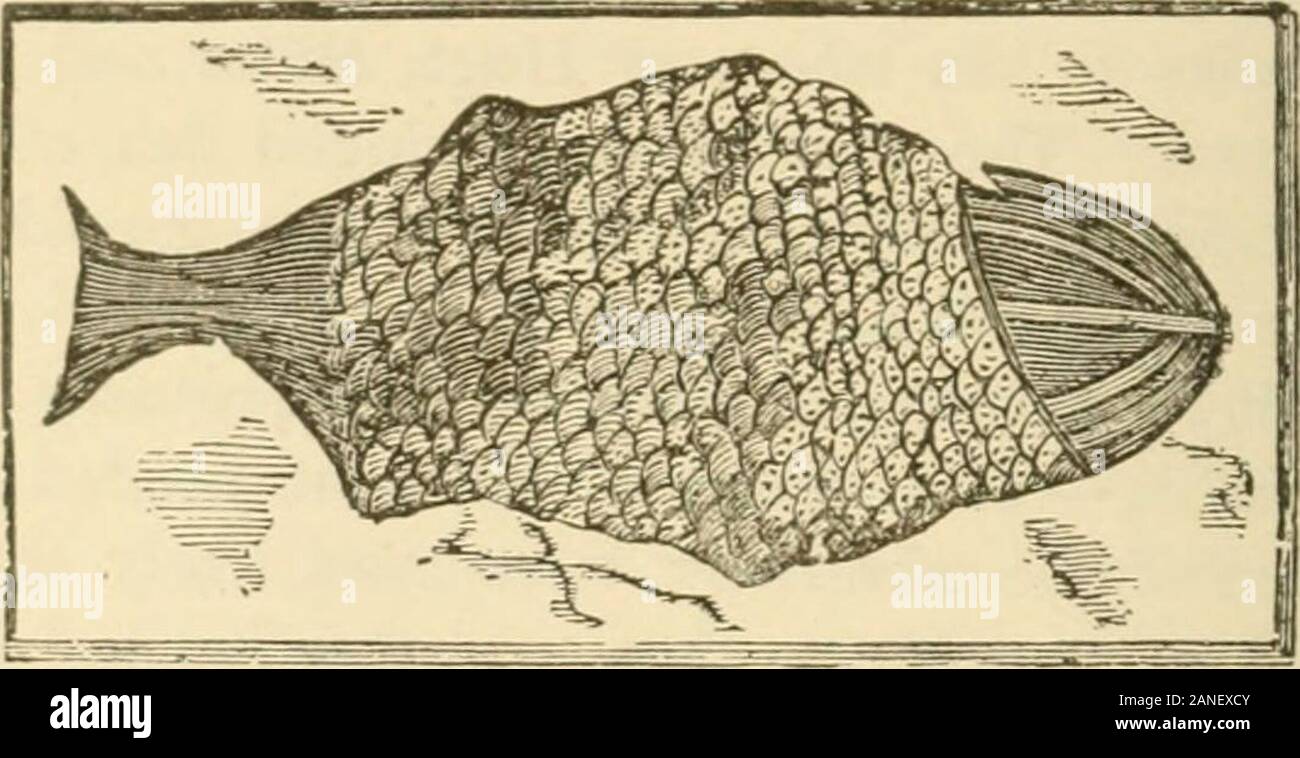 Cephalaspis hi-res stock photography and images - Alamy