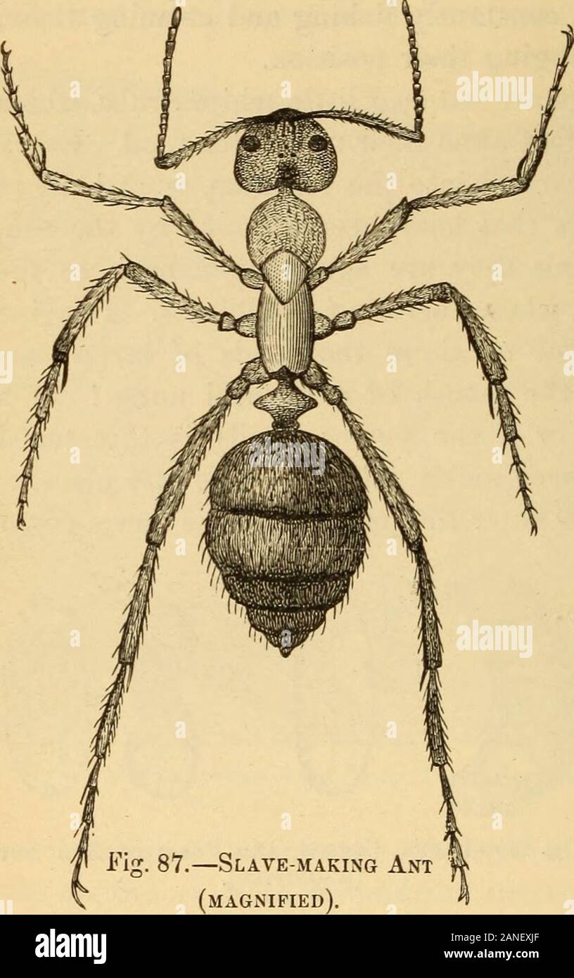 Animal life in the sea and on the land . Larva, Cocoon, and Pcp^e of ...