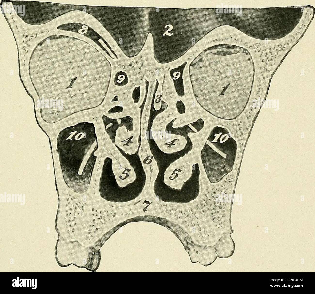 A text-book of clinical anatomy : for students and practitioners . Fig ...