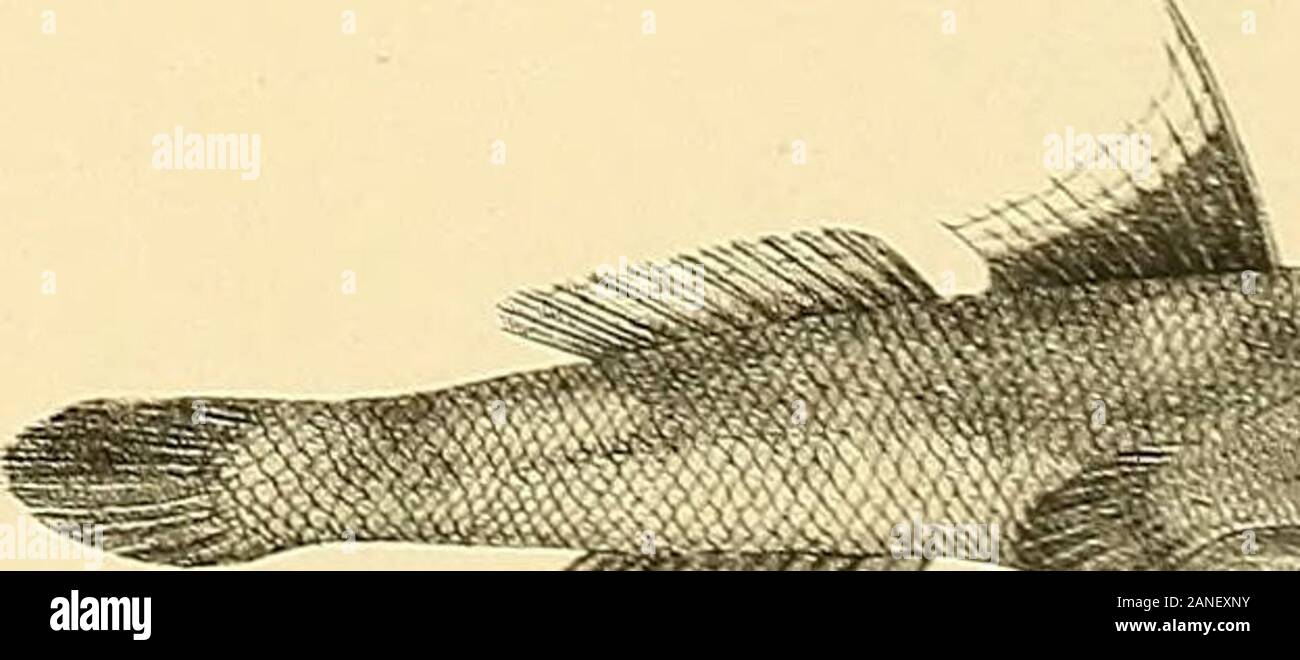 The fishes of India; being a natural history of the fishes known to ...