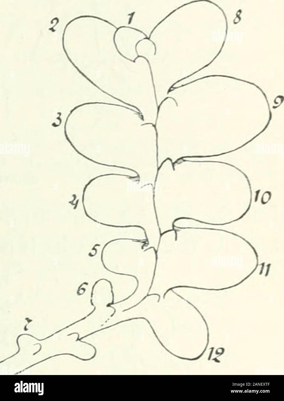 Club shaped leaves hi-res stock photography and images - Alamy