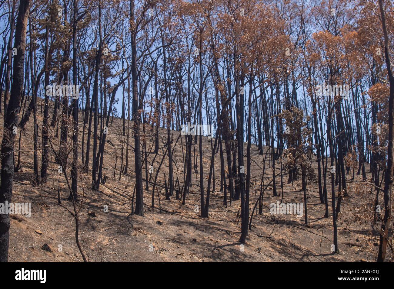 Burnt out forest hi-res stock photography and images - Alamy