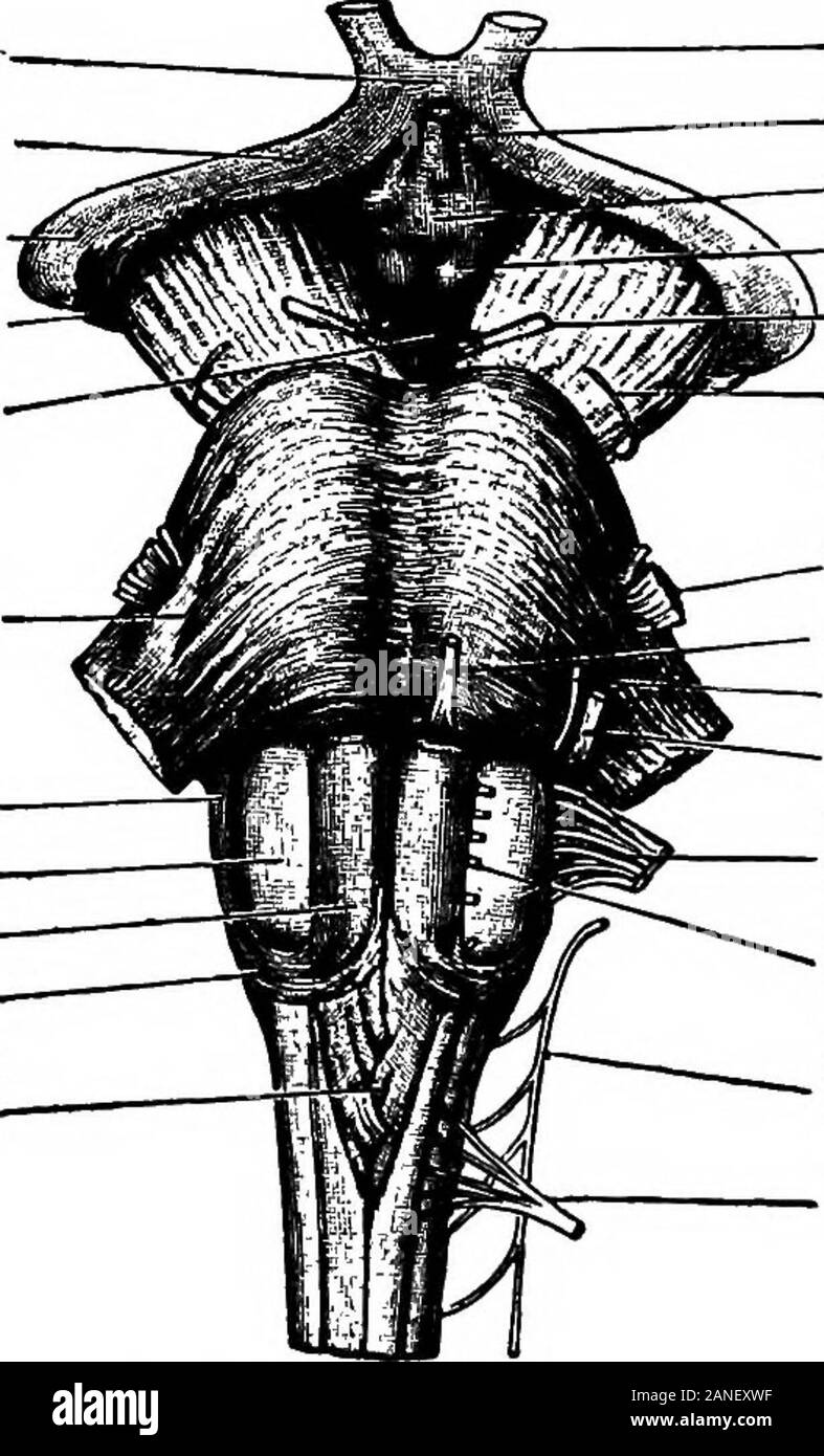 Arachnoid membrane hi-res stock photography and images - Alamy