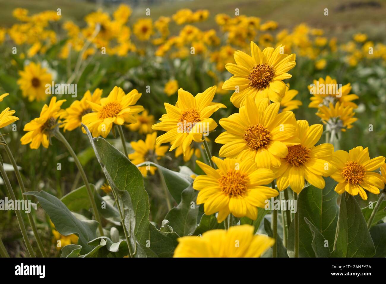Arrowleaf balsamroot wildflowers hi-res stock photography and images ...