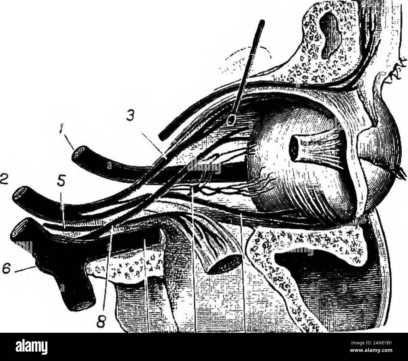 Innominate vein hi-res stock photography and images - Alamy