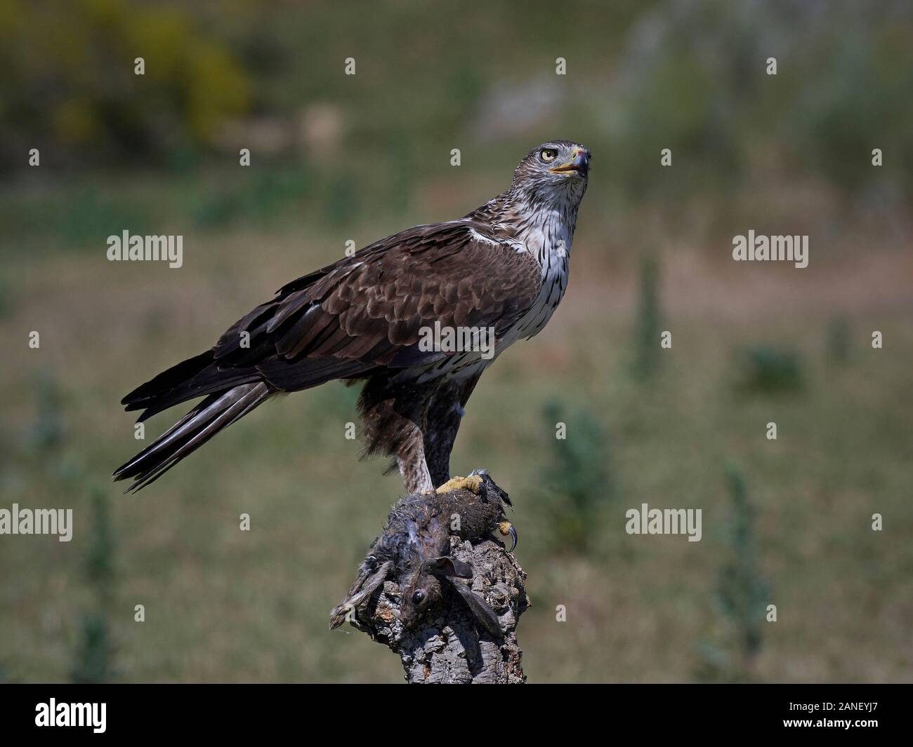 Eagle with a rabbit as a prey hi-res stock photography and images - Alamy