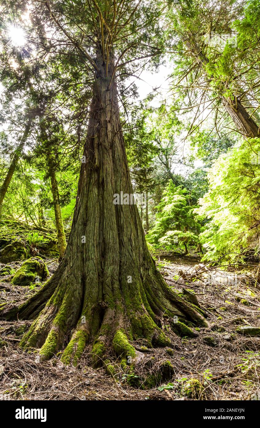 Mossy cedar trunks hi-res stock photography and images - Alamy
