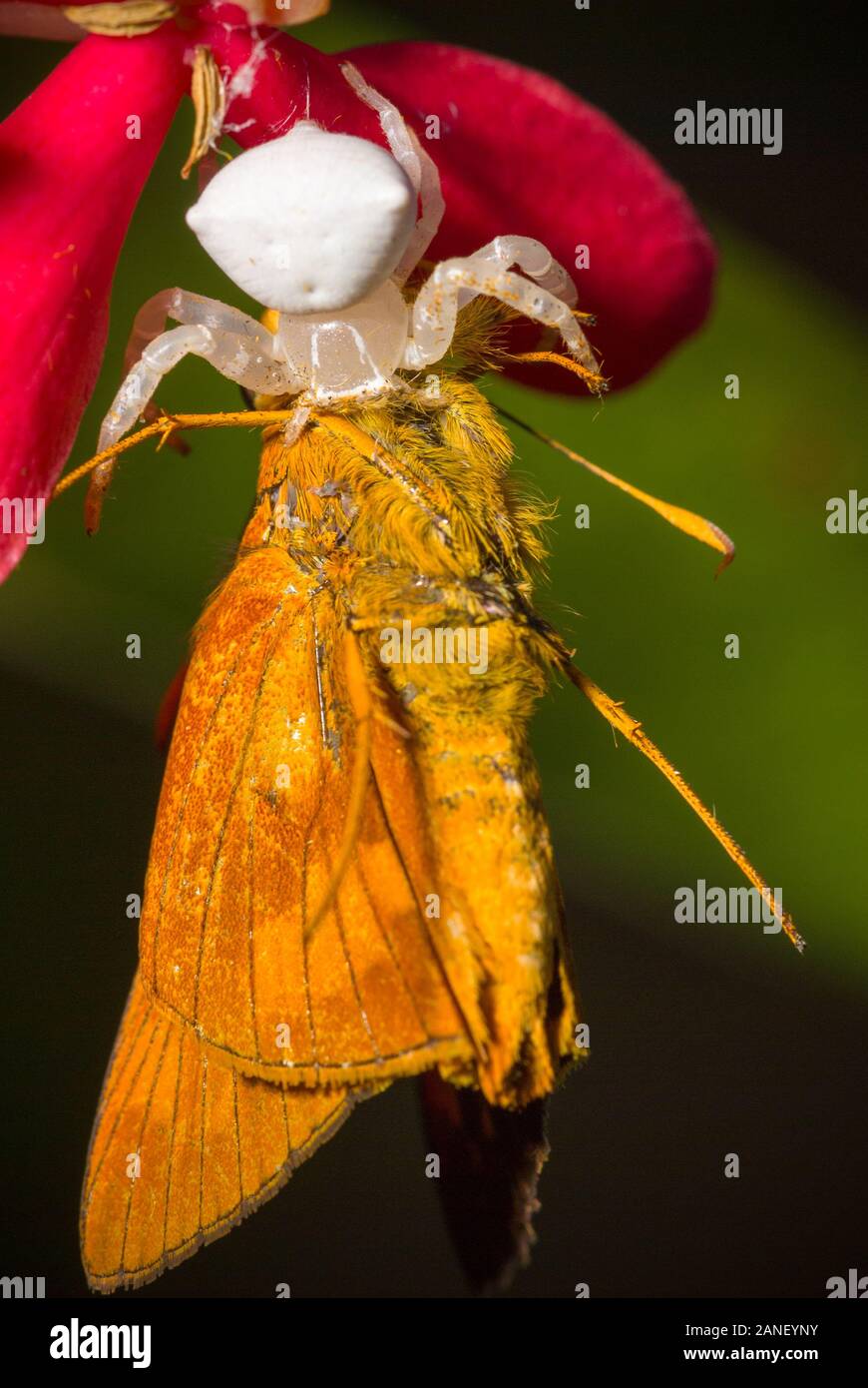 A white crab spider injecting venom into a large orange moth in Cairns ...