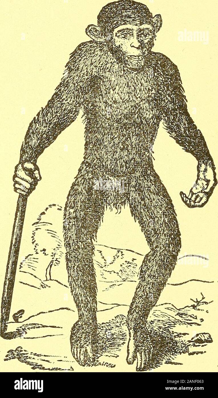 Chimpanzee figure hi-res stock photography and images - Alamy