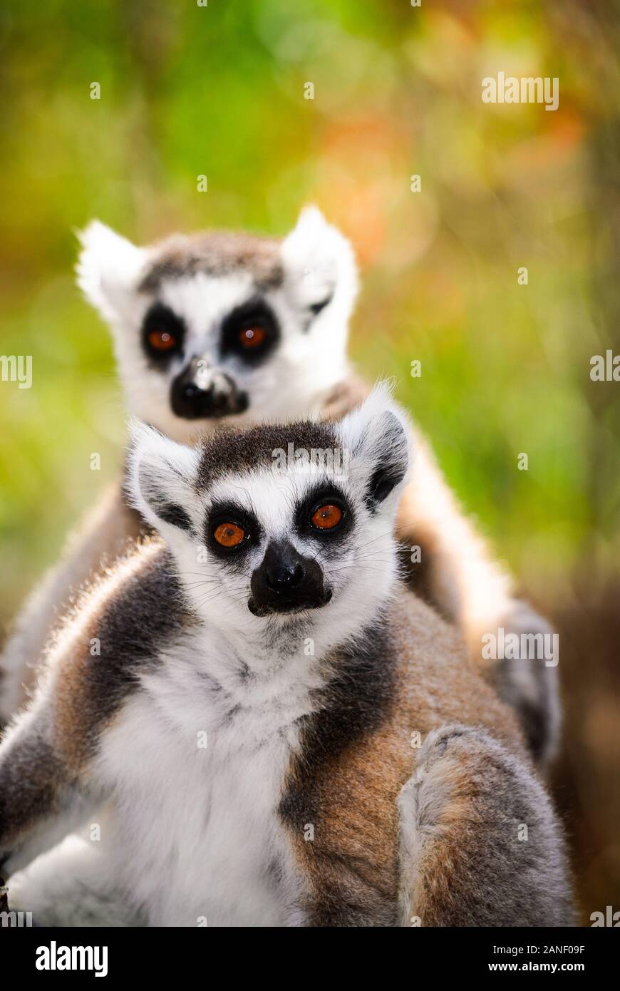 A pair of alert Ring-tail lemurs stare inquisitively in the woodland ...