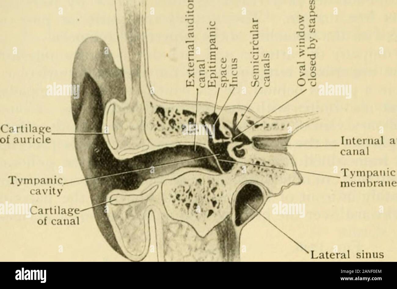 Parts Of The Outer Ear Tragus