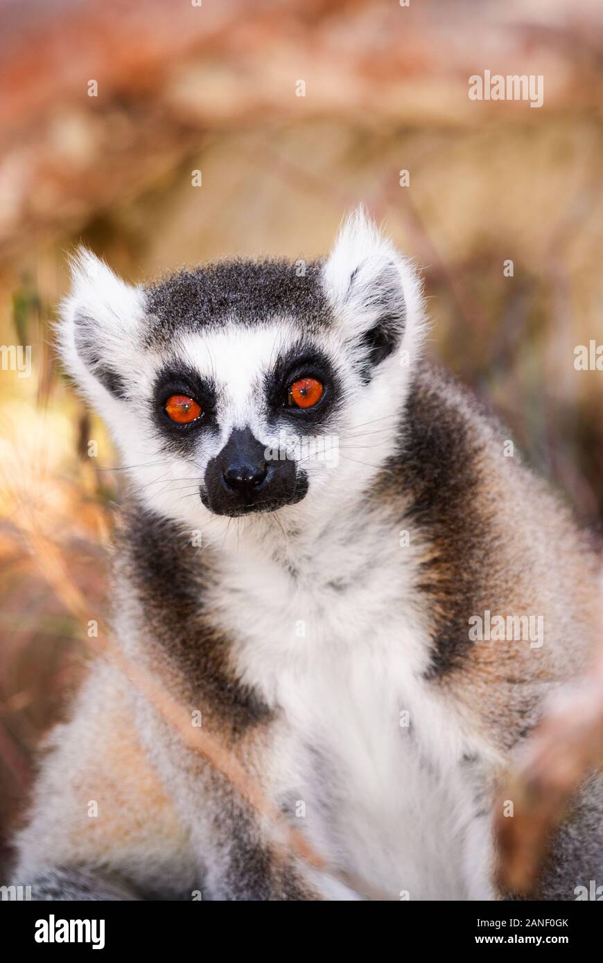 Alert Ring-tail lemur stares inquisitively in the woodland habitat of ...