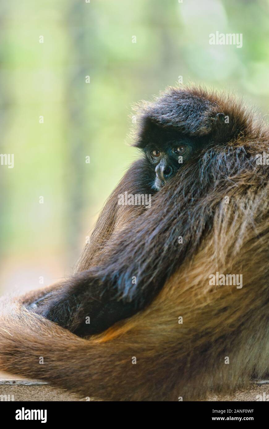 Spider monkey sitting relaxed and pensively viewing his surroundings in ...